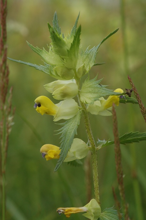 Rhinanthus – Klappertopf – BIENENBECHER